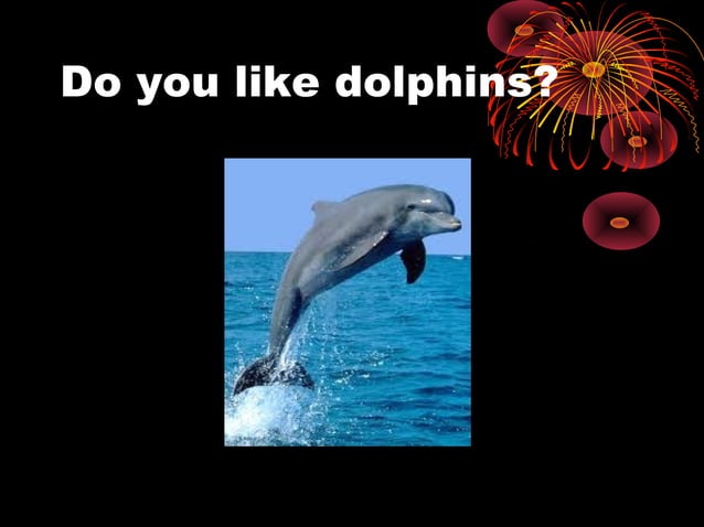 My favorite wild animal dolphins | PPT | Zoos & Aquariums | Attractions