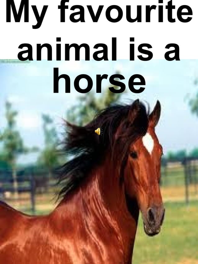 My favourite animal | PPT