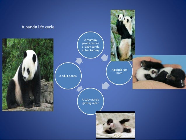 Red Panda Life Cycle Stages