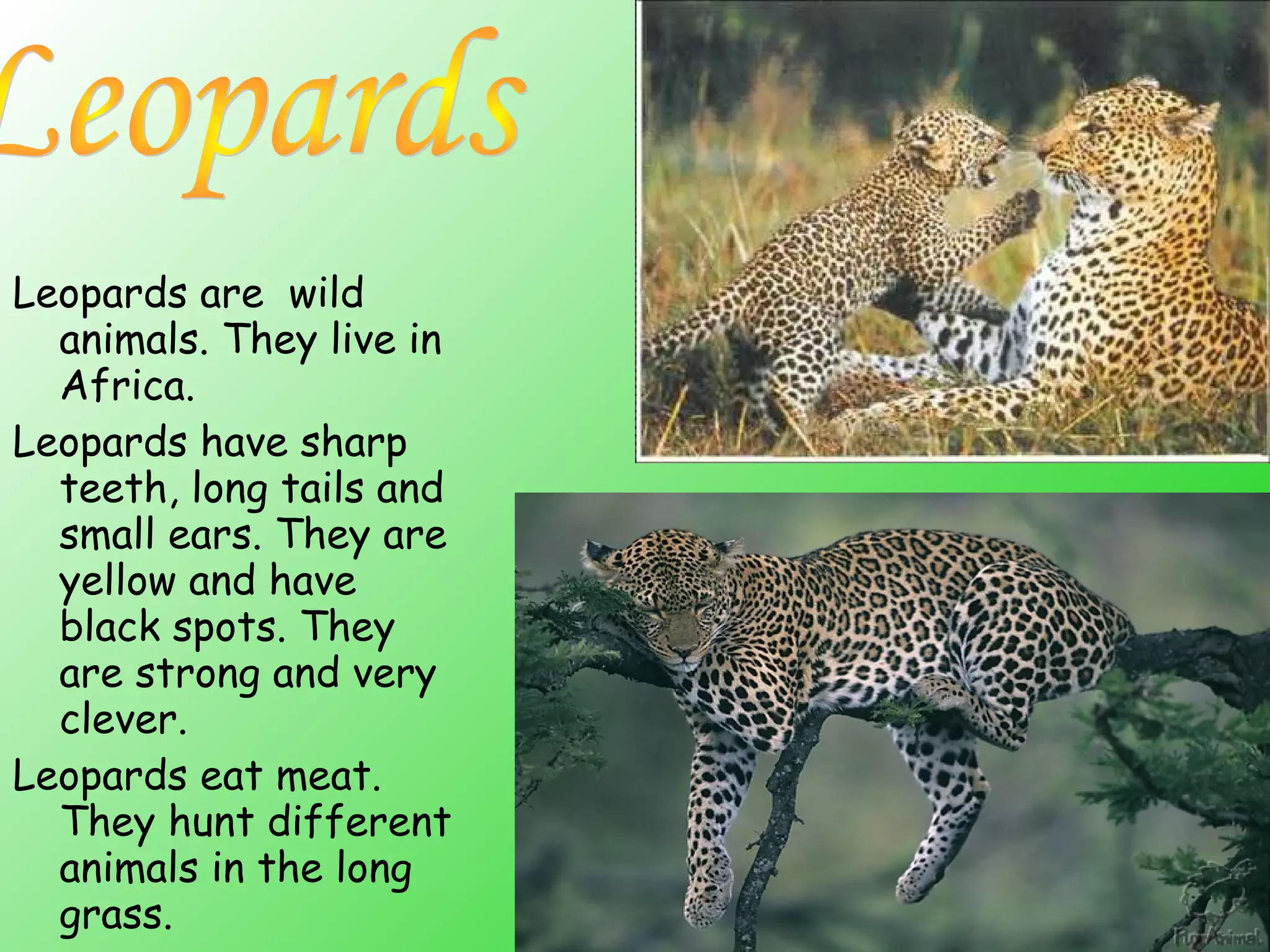 My favourite animal. | PPT