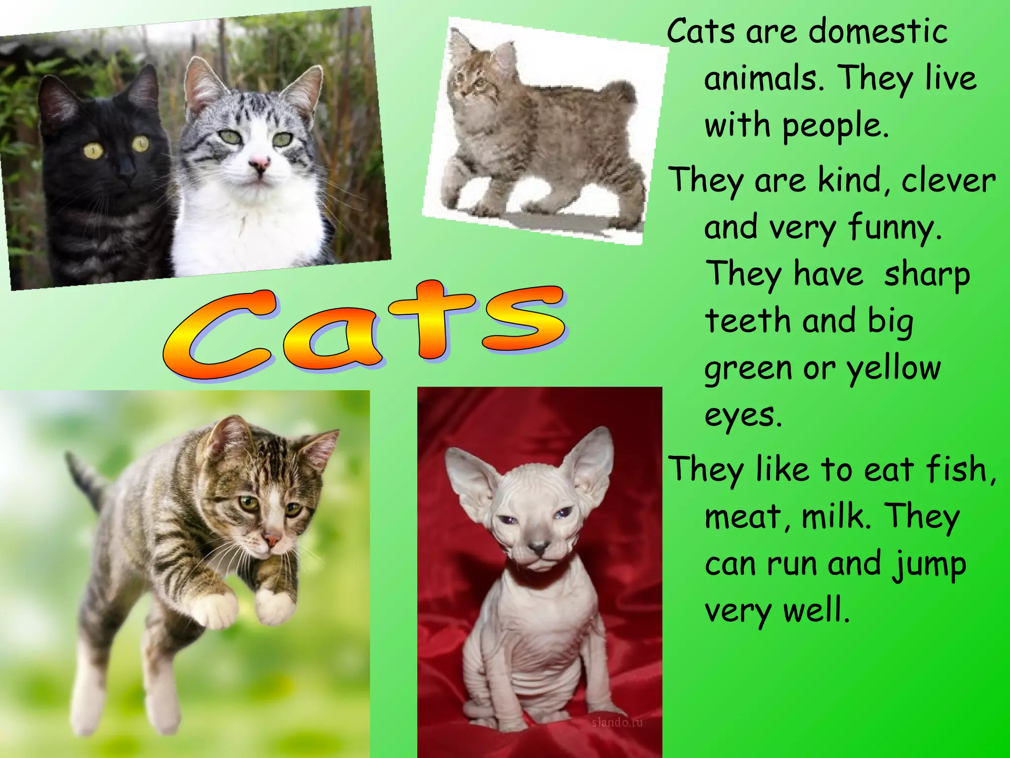 My favourite animal. | PPT