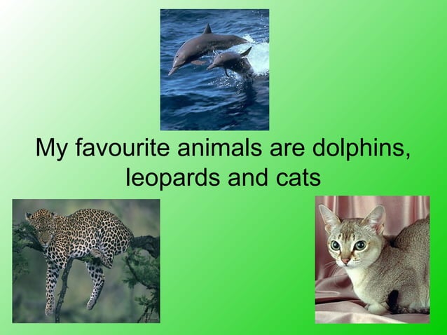 My favourite animal. | PPT