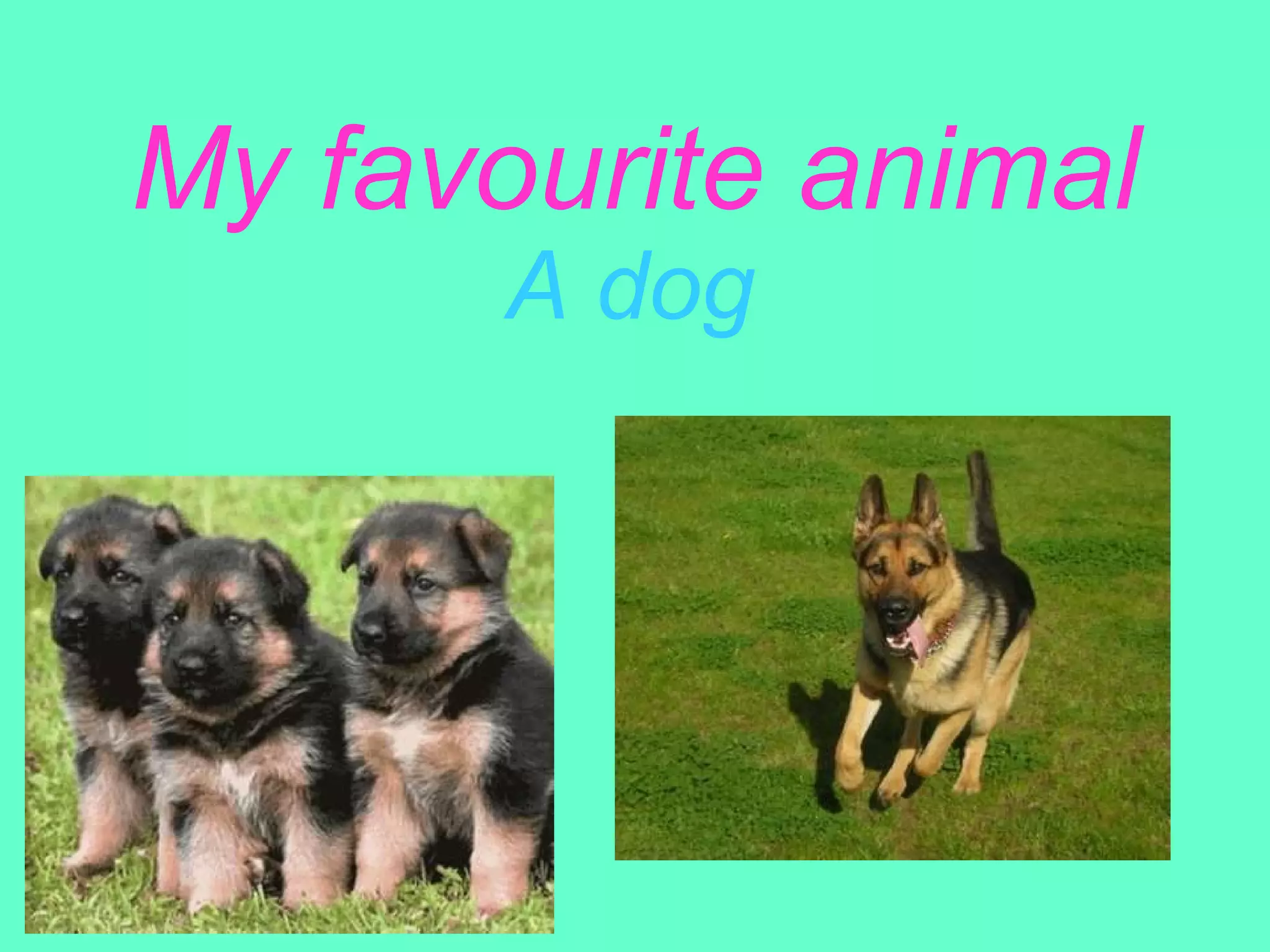 My Favourite Animal Sara 3º Perro | PPT