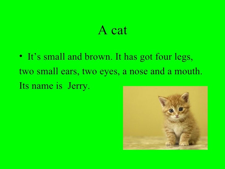 My Favourite Animal DamiáN 4º