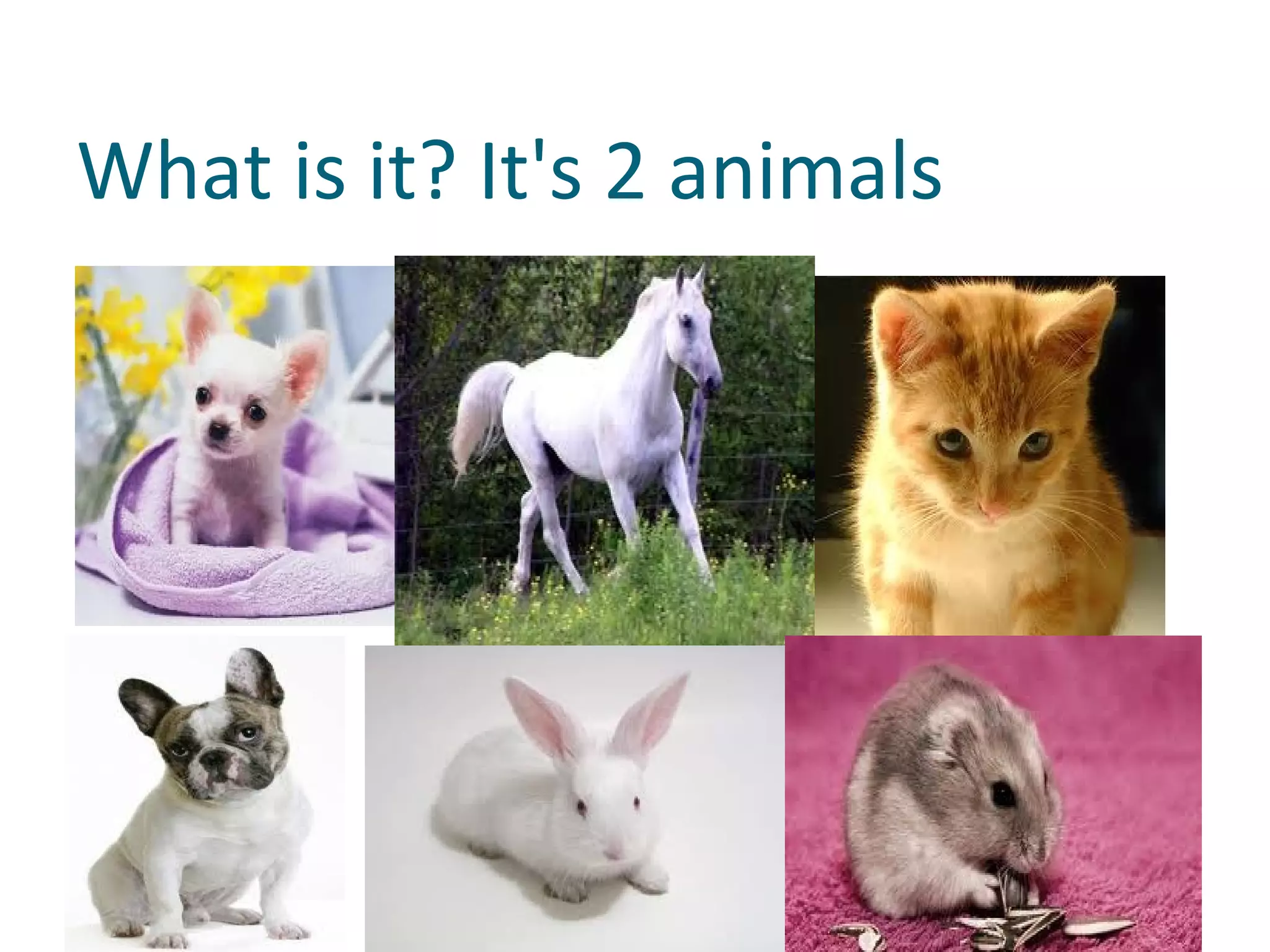 My favourite animal natali | ODP