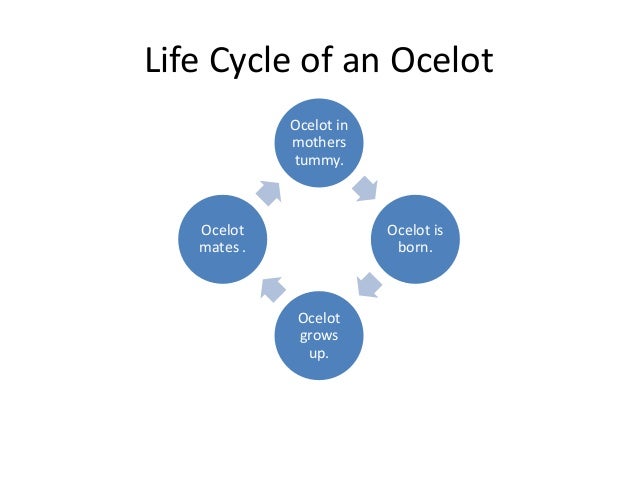 My favourite animal Olivia