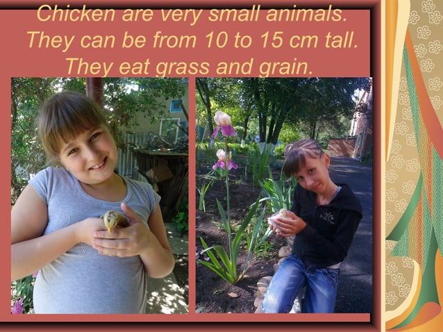 My favourite animals | PPT