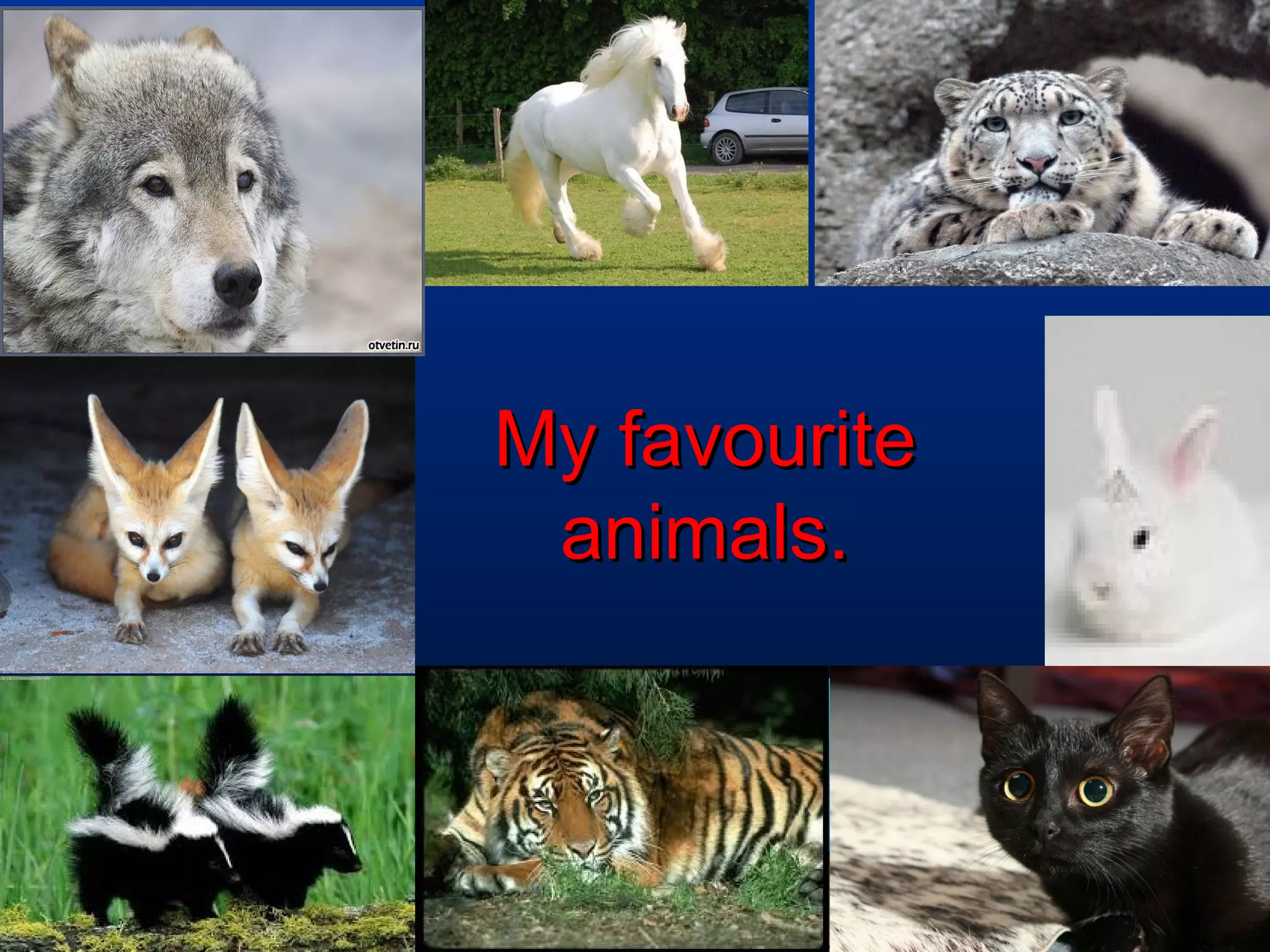 My favourite animals алмазова наташа | PPT | Cats | Pets