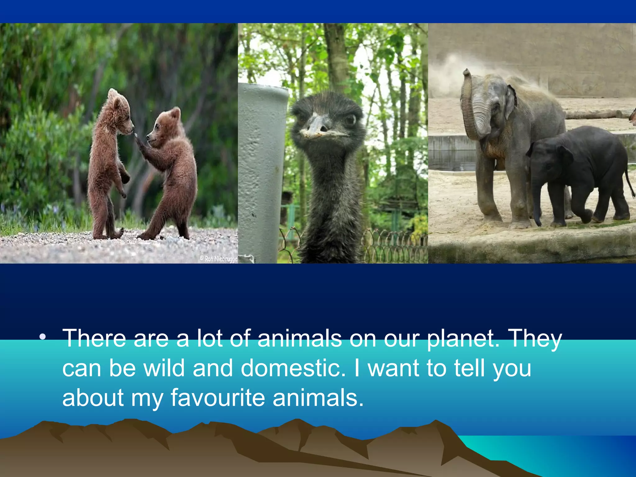 My favourite animals алмазова наташа | PPT | Cats | Pets