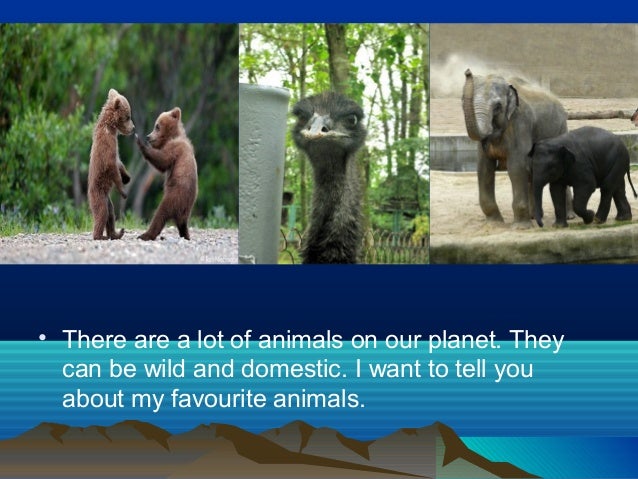 My favourite animals алмазова наташа