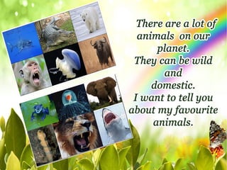 My favourite animals павел дубняков | PPT