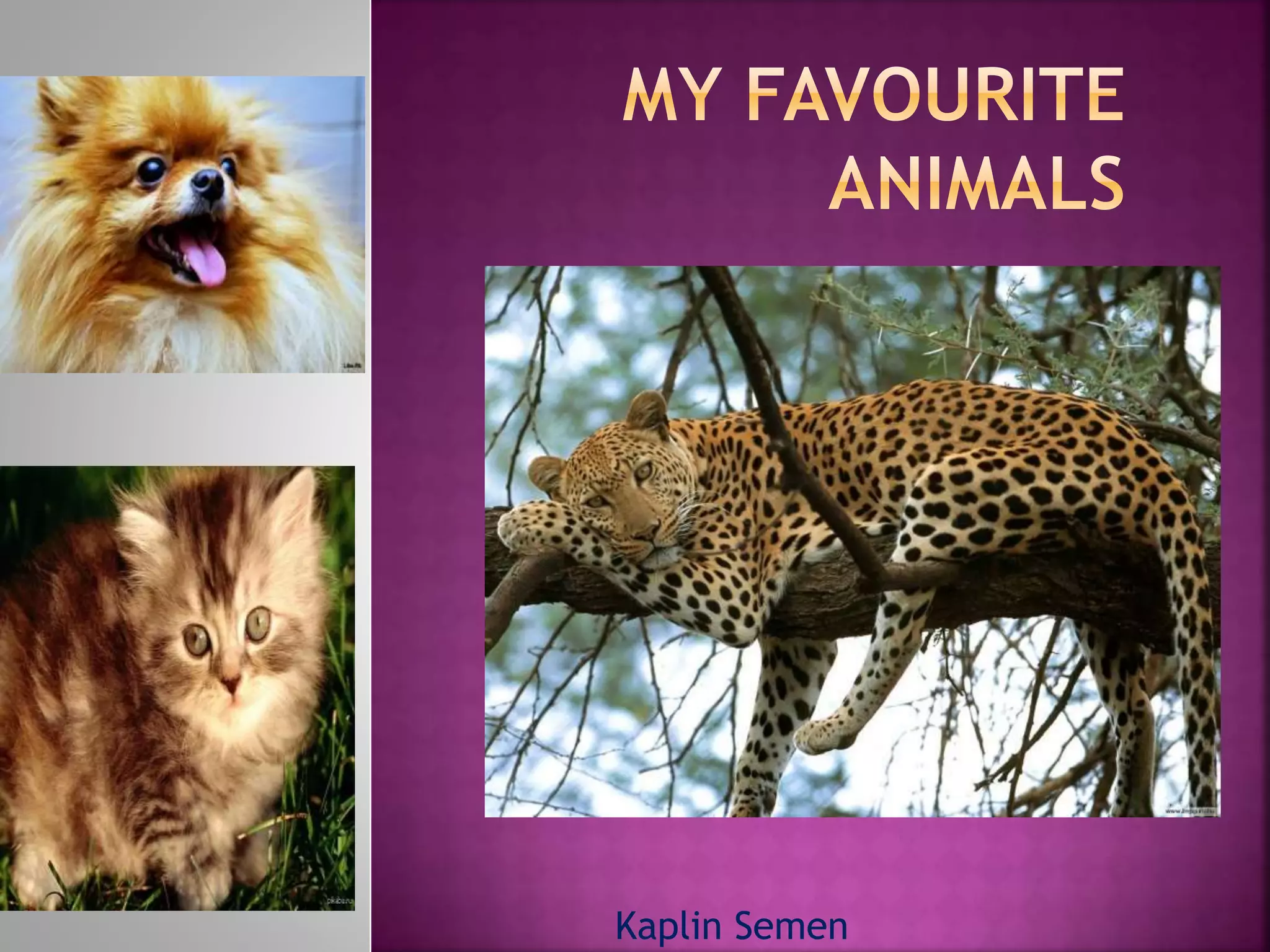 My favourite animals семен 4в | PPTX | Cats | Pets