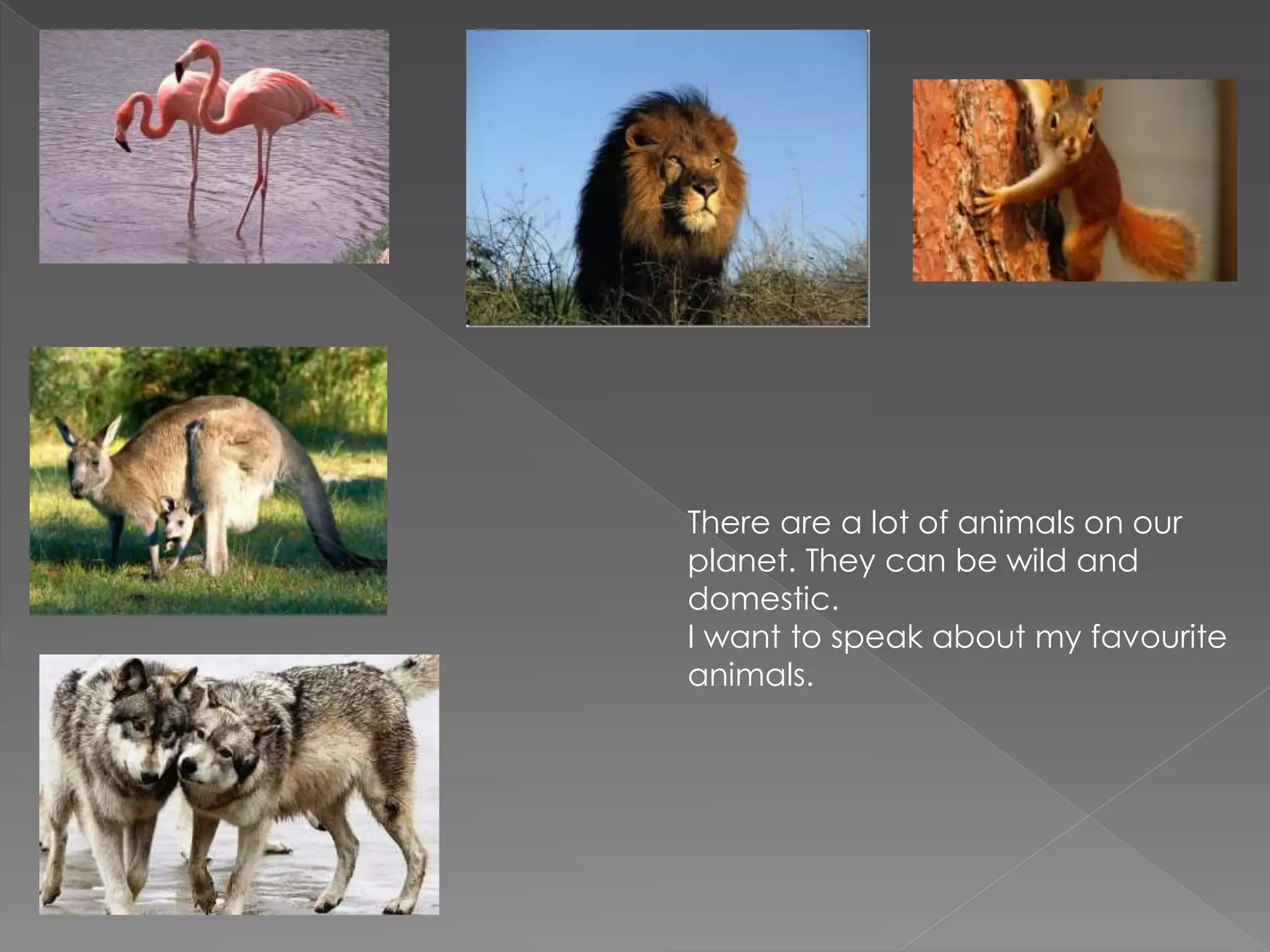 My favourite animals полякова аня 4в | PPT