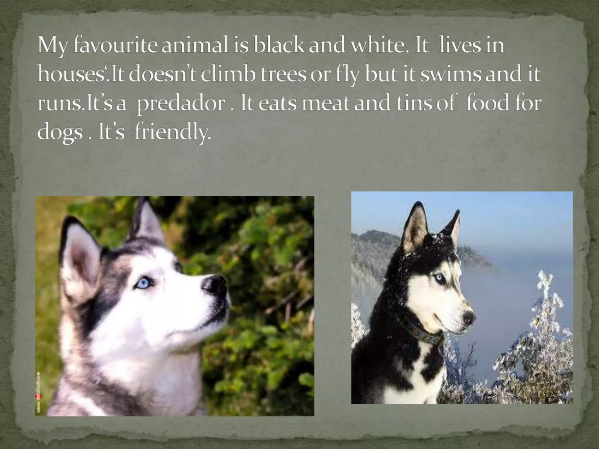 My favourite animal sandra | PPTX