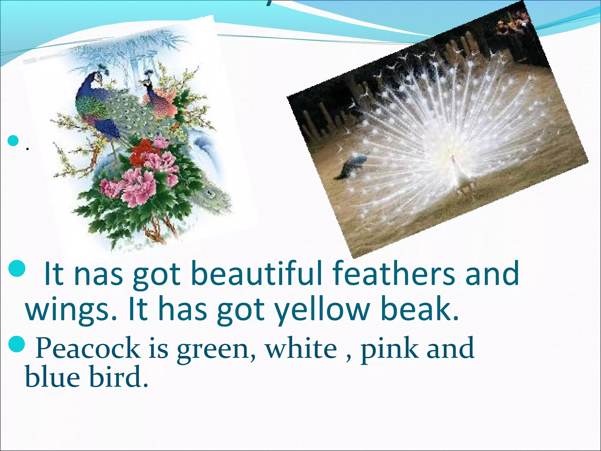 My favourite bird 97 | PPT