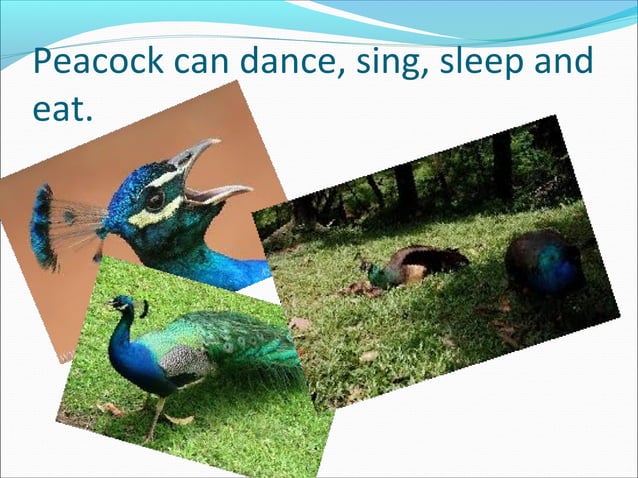 My favourite bird 97 | PPT