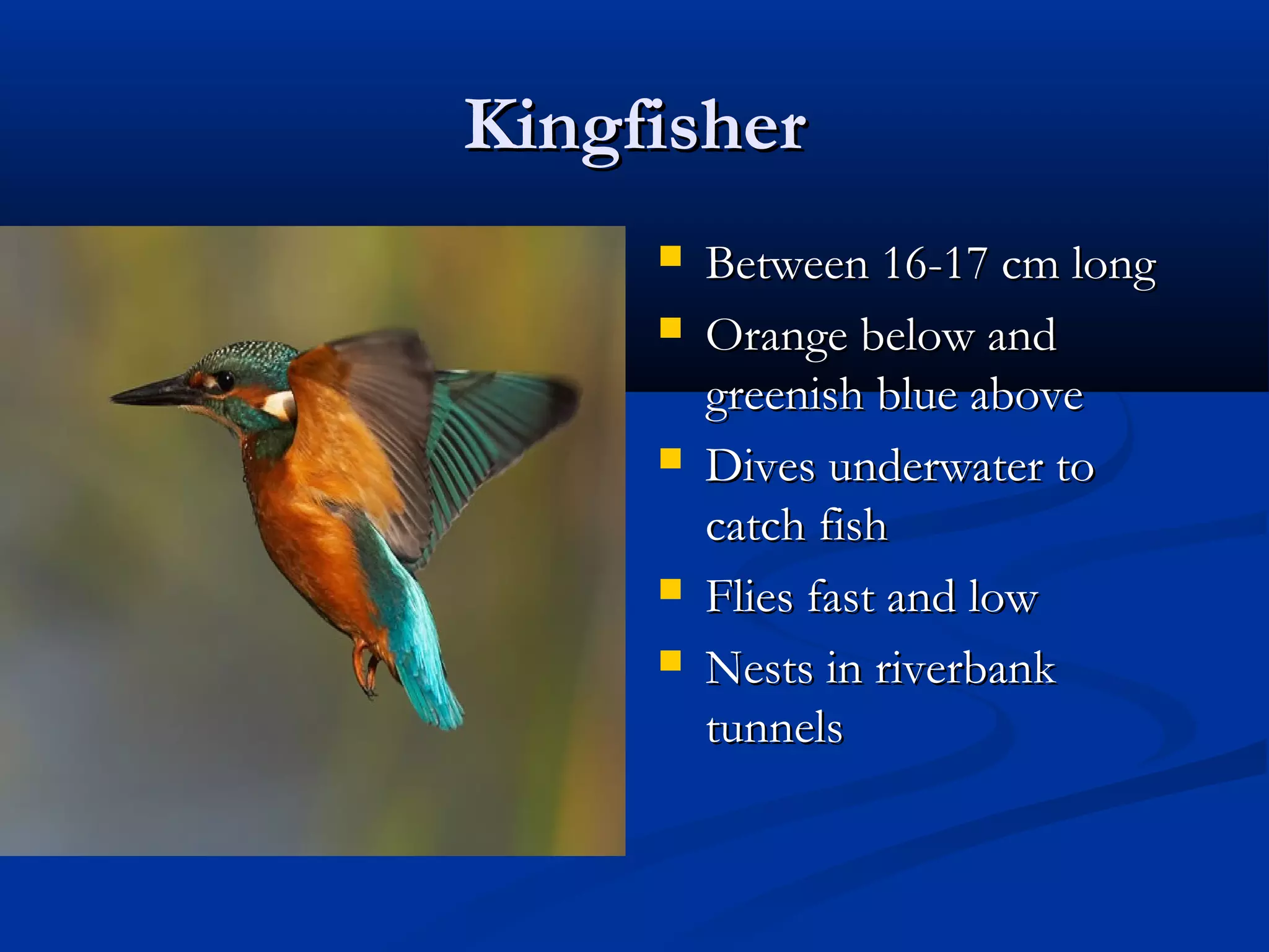 My favourite birds callum | PPT | Birds | Pets