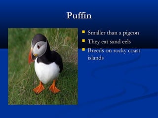 My favourite birds callum | PPT | Birds | Pets