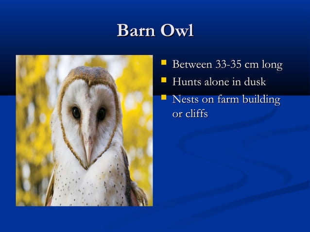 My favourite birds callum | PPT | Birds | Pets