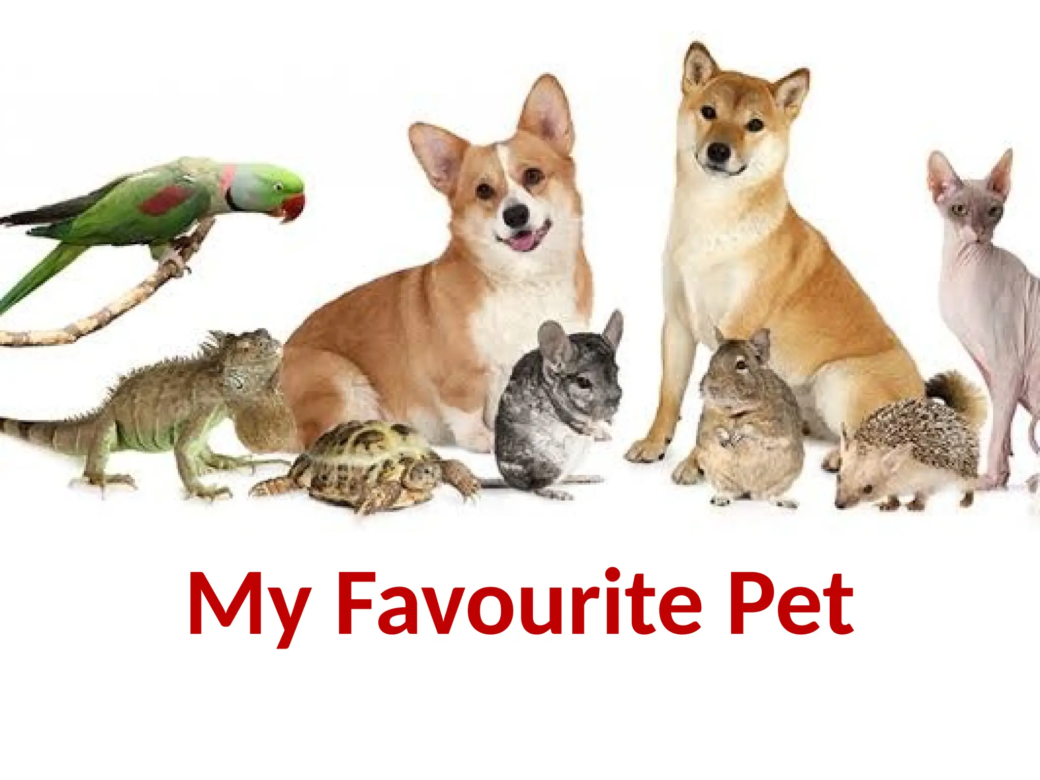 My Favourite Pet-for-Public Speaking.pptx