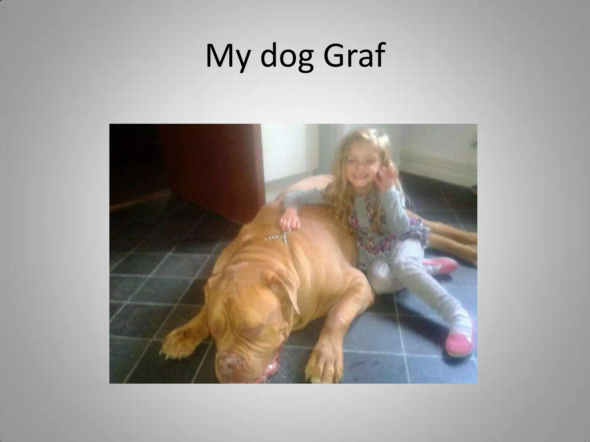 My favourite pet 2 | PPTX