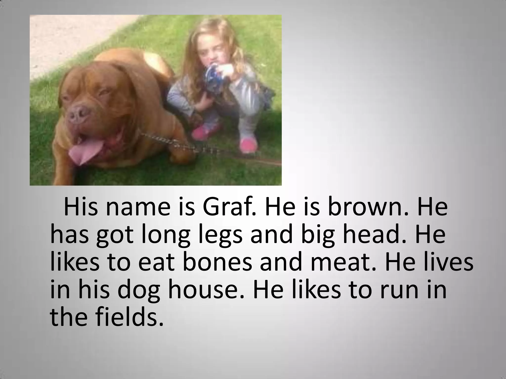 My favourite pet 2 | PPTX