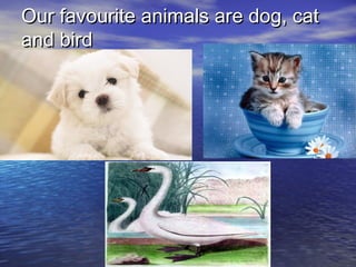 My favourites Bri, Zoe and Marti N11830b | PPT