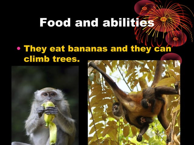 My favourite wild animal monkeys | PPT