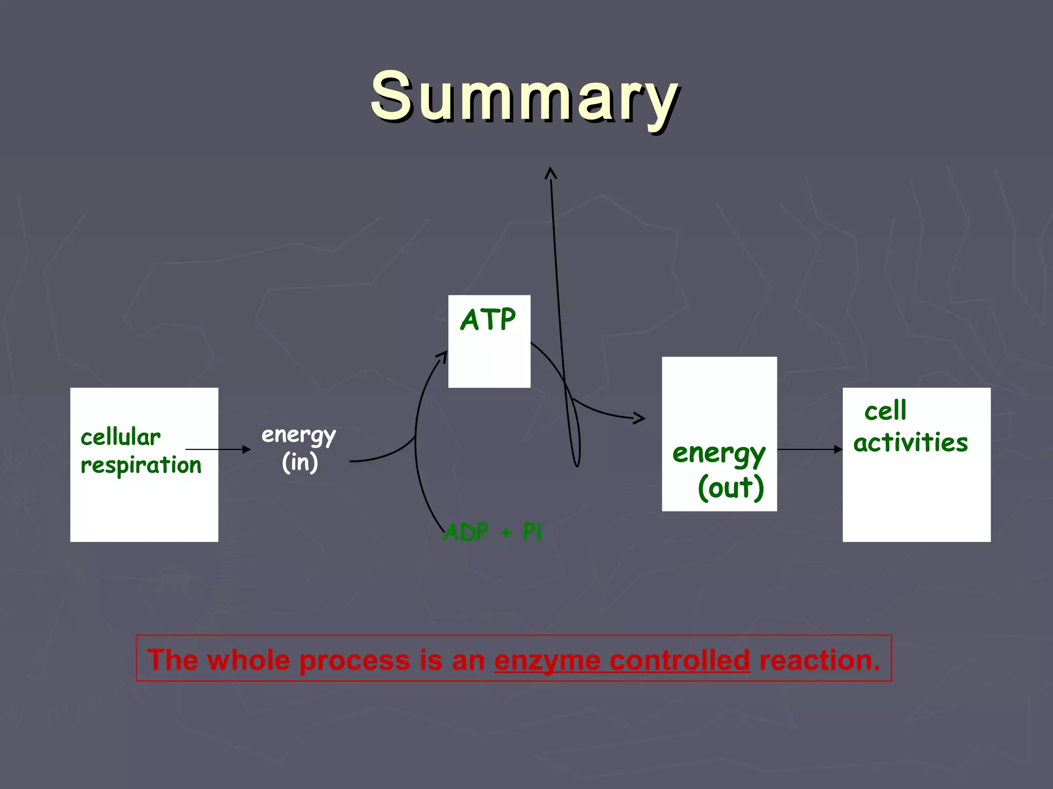 Aerobic and anaerobic respiration. | PPT