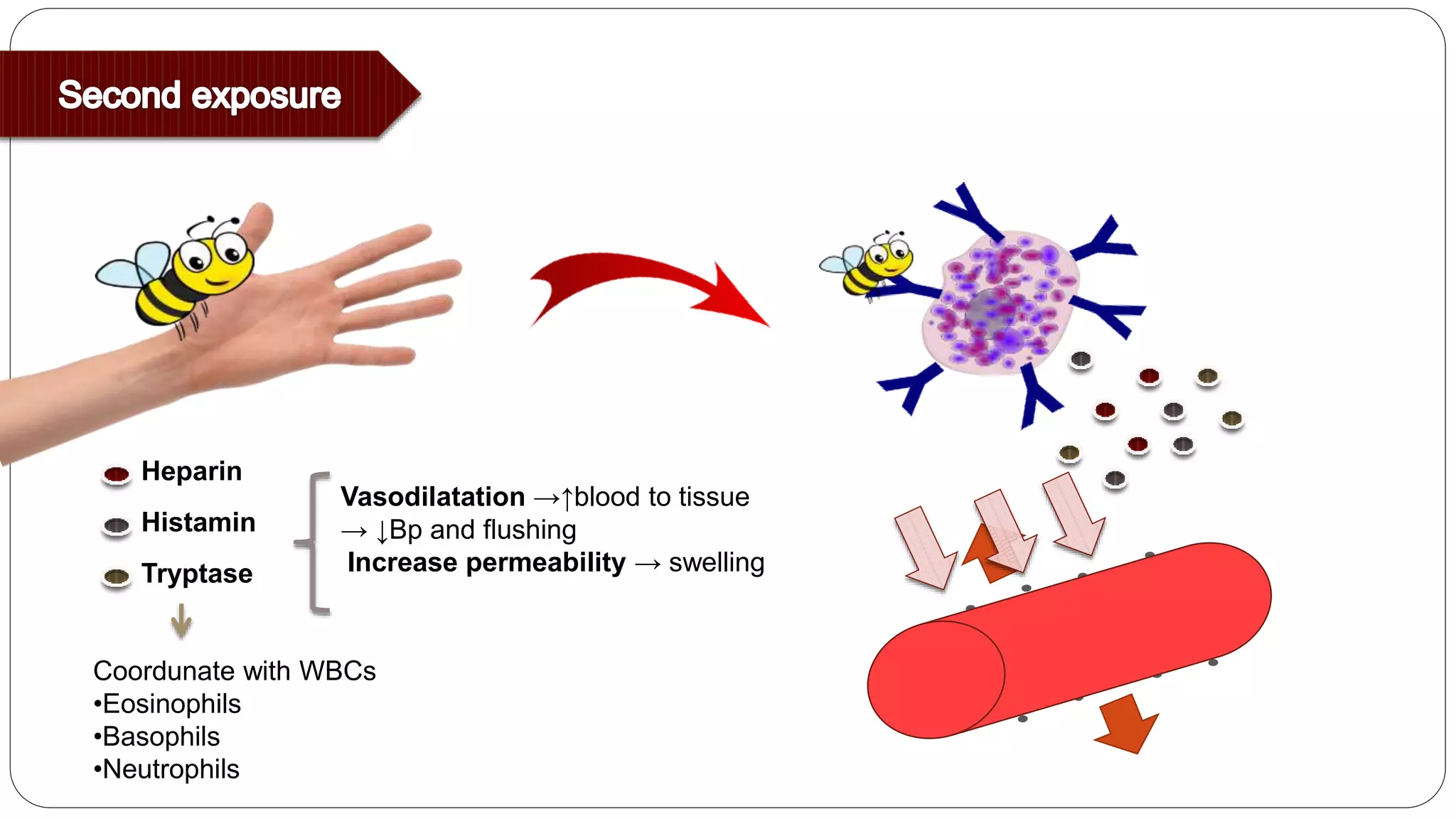 Anaphylactic Shock | PPTX
