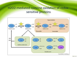 H2O2 in physiological and pathological states | PPTX