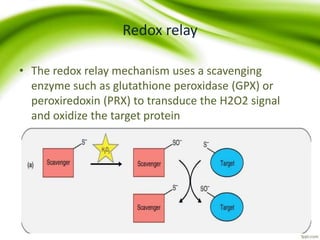 H2O2 in physiological and pathological states | PPTX