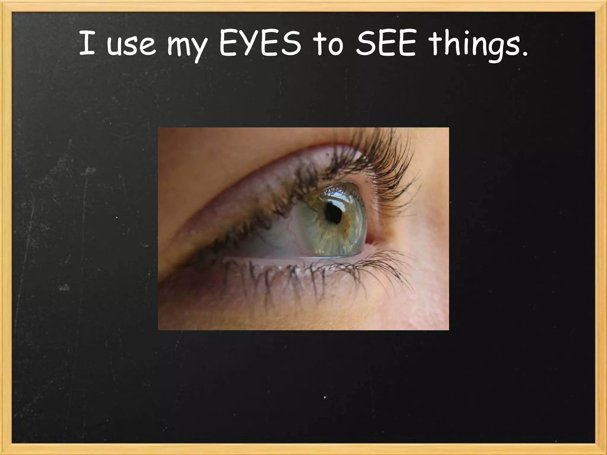 My Five Senses | PPT