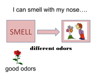 My five senses | PPT