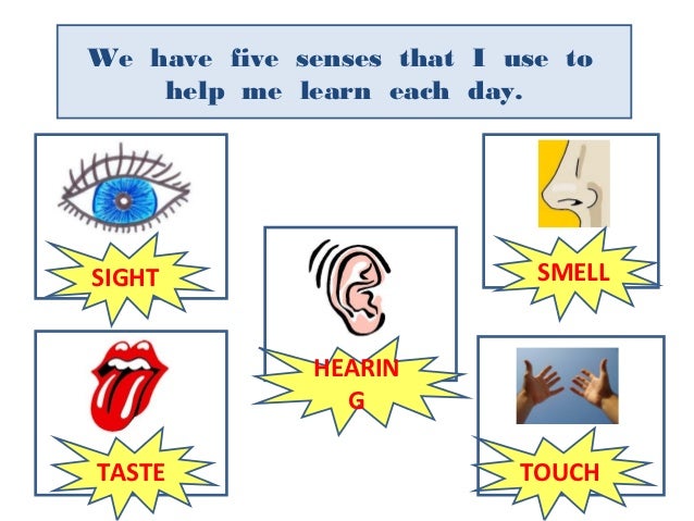 My five senses