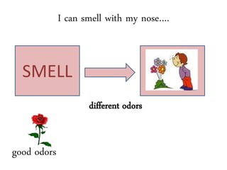 My five senses | PPT