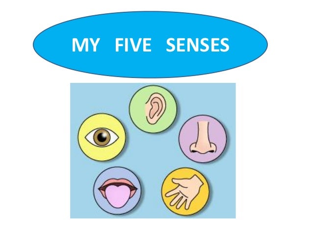 My five senses