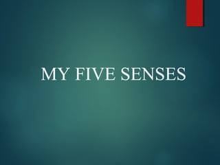 My five senses | PPT
