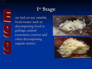 The Life Cycle of a Fly | PPT