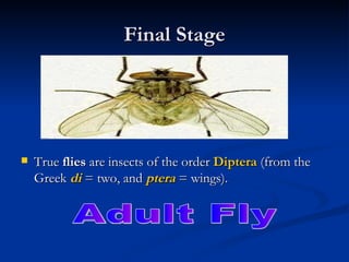 The Life Cycle of a Fly | PPT