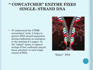 My folding vanessa morales ospina | PPT
