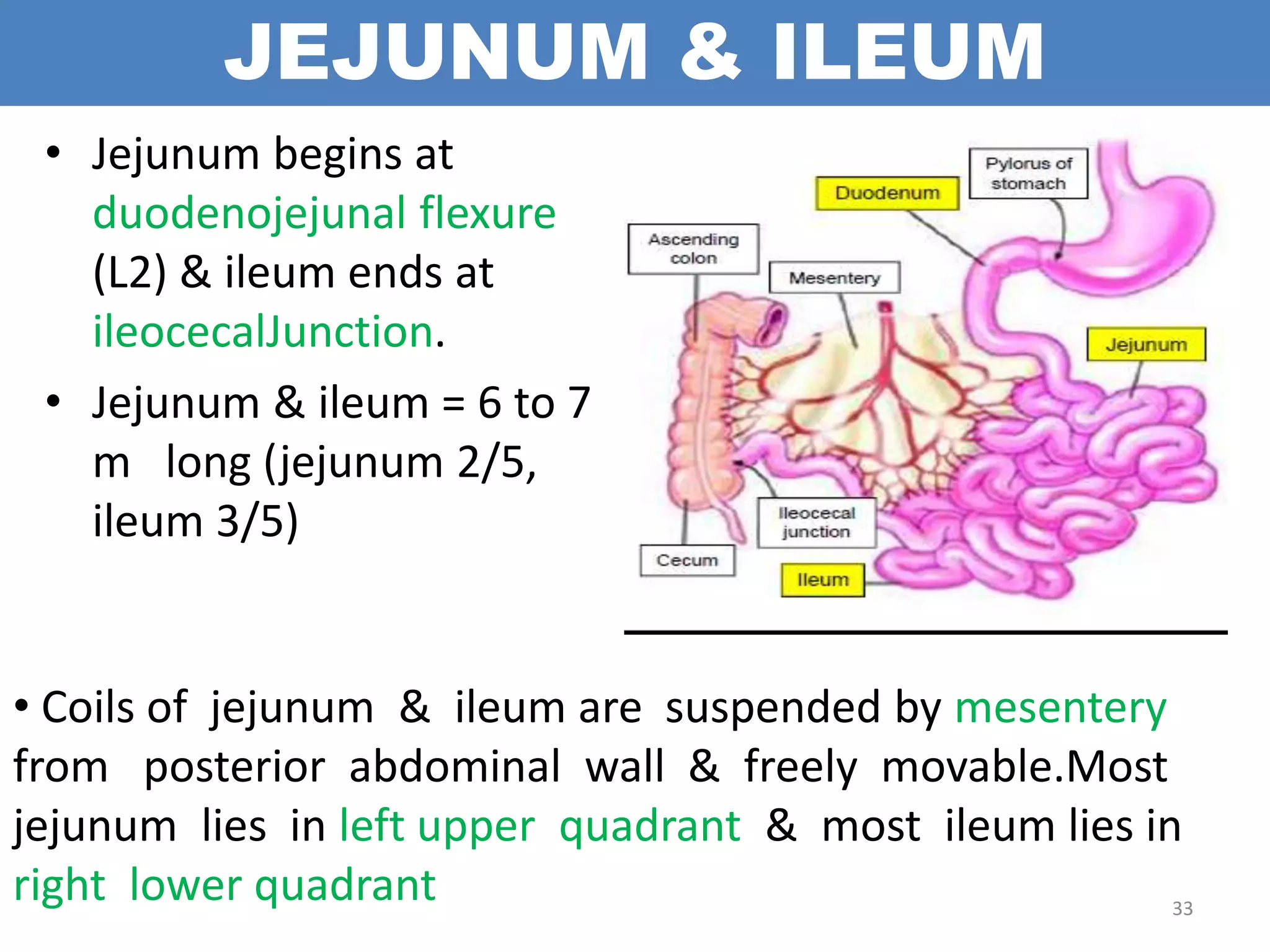 Learn Barium Meal & Follow Through | PPTX