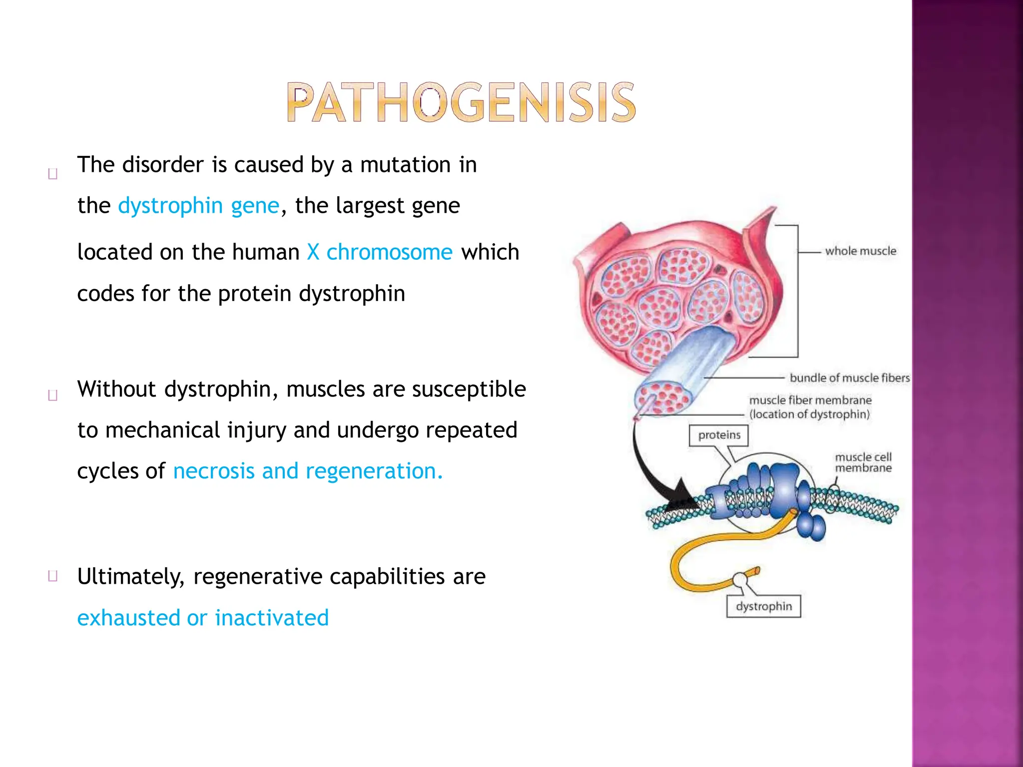 mygeneticspresentation-141130173403-conversion-gate02.pptx