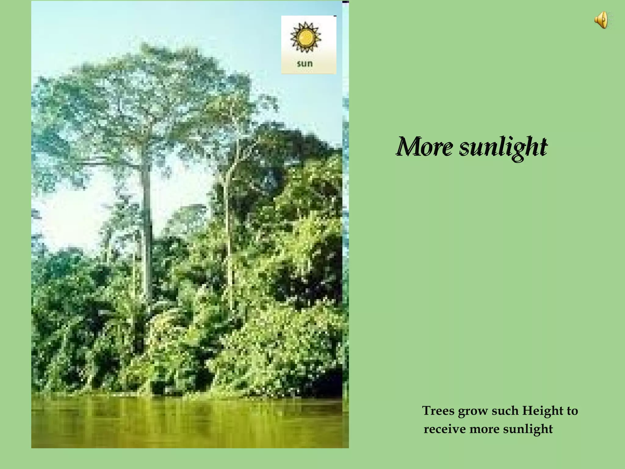 My gerography viedo tropical rainforest | PPT