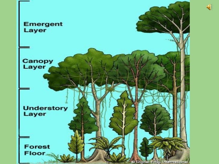 My gerography viedo tropical rainforest