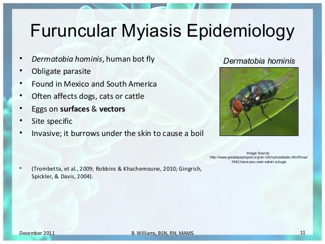 Myiasis: Nursing Intervention