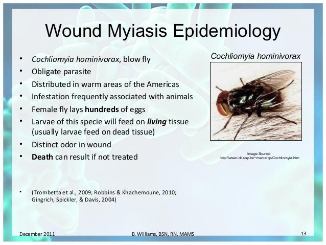 Facultative Myiasis-Producing Flies Of Animals – CJUEI