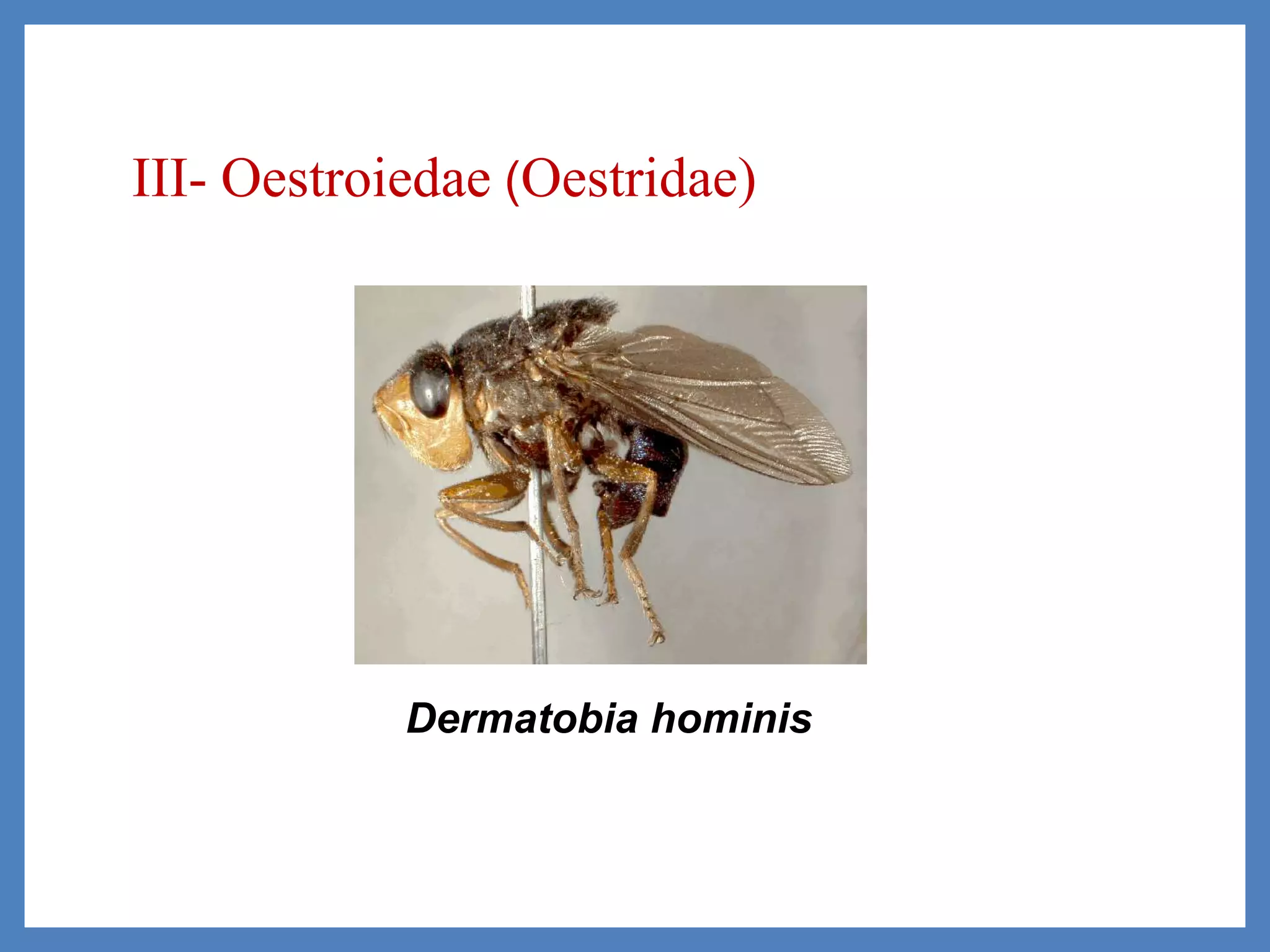 MYIASIS AND MAGGOT THERAPY.ppt