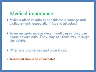 MYIASIS AND MAGGOT THERAPY.ppt