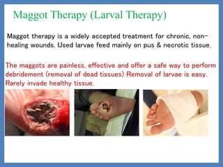 MYIASIS AND MAGGOT THERAPY.ppt